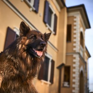 Basta il cane da guardia per proteggere la tua casa? | Sicuritalia